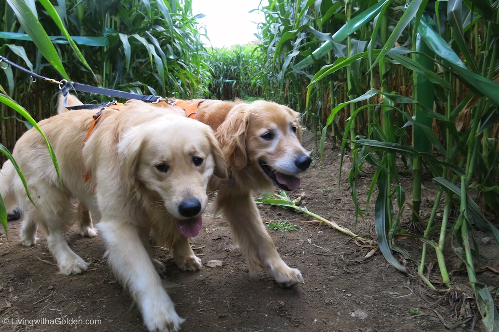 Spooky Corn Maze! - Mount Kisco