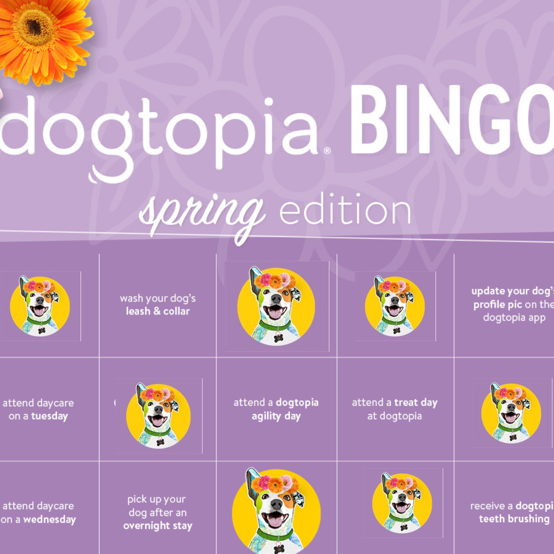 Bingo! - Mount Kisco