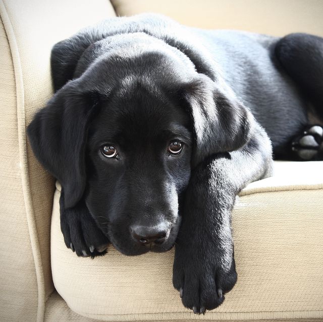 National Black Dog Day - Barrie