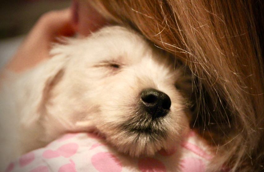 National Cuddle Up Day - Barrie