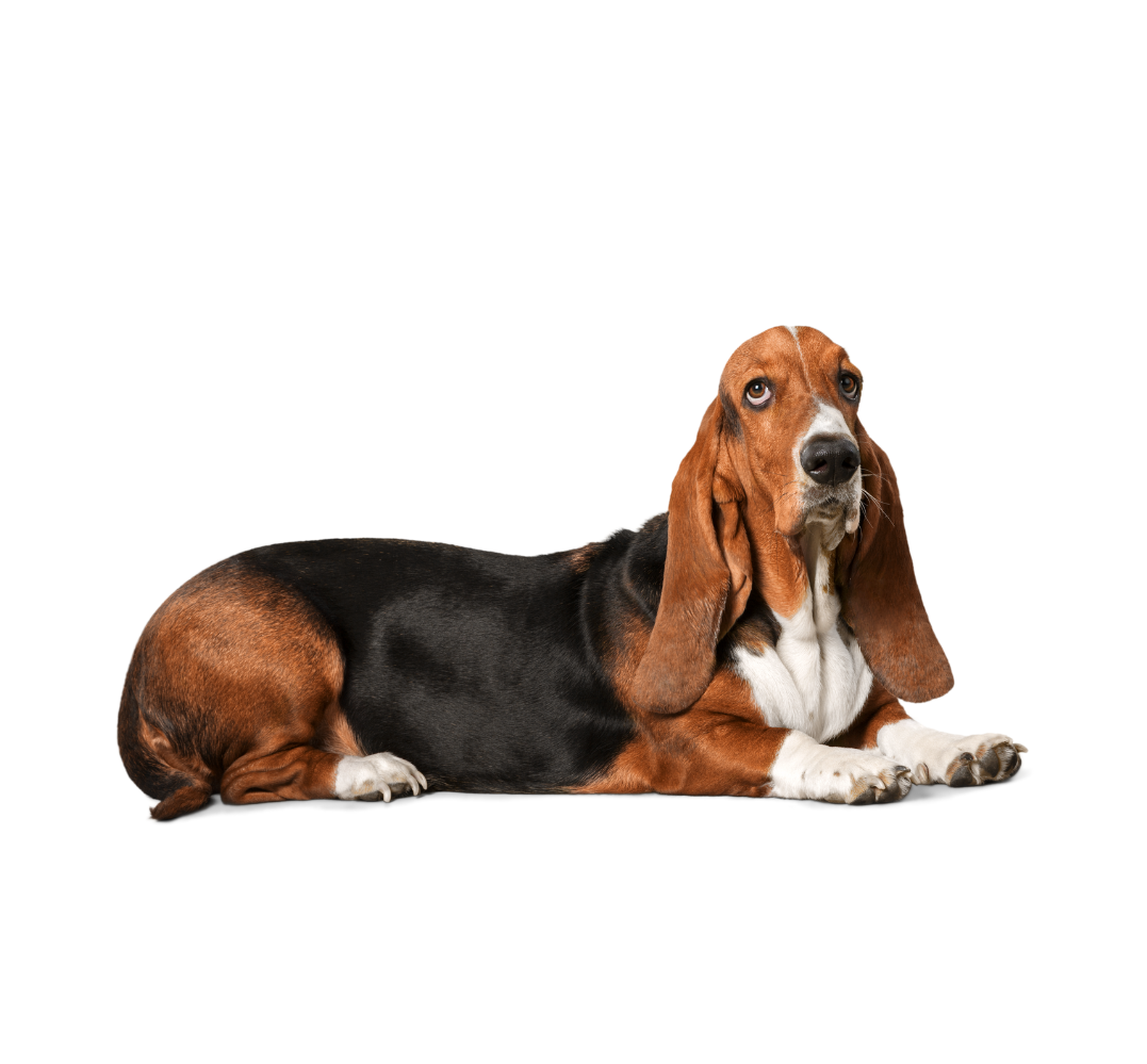 National Hound Day - Barrie