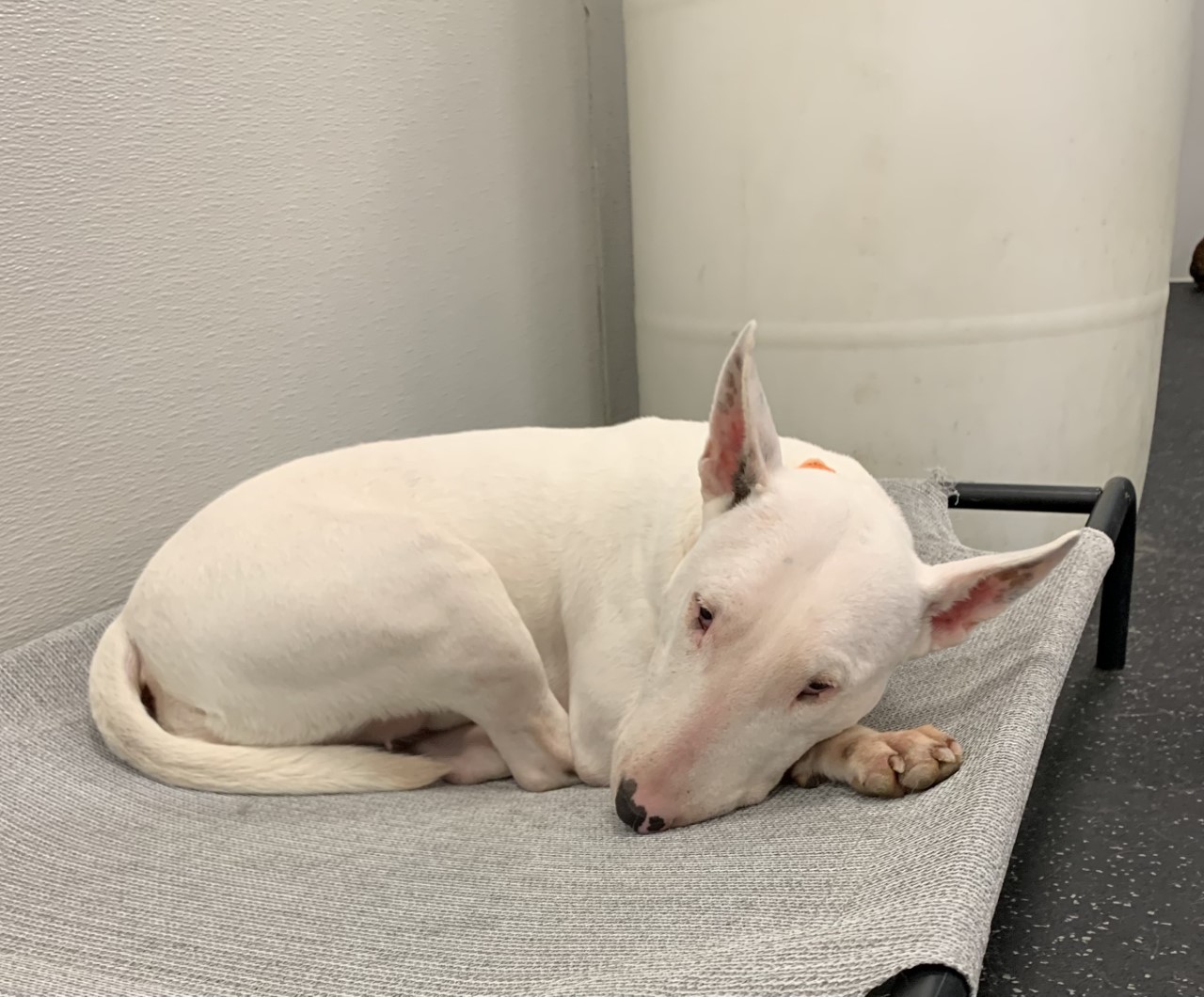 National Napping Day - Harrison Ave