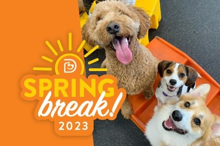 Spring Break Weekend - Harrison Ave