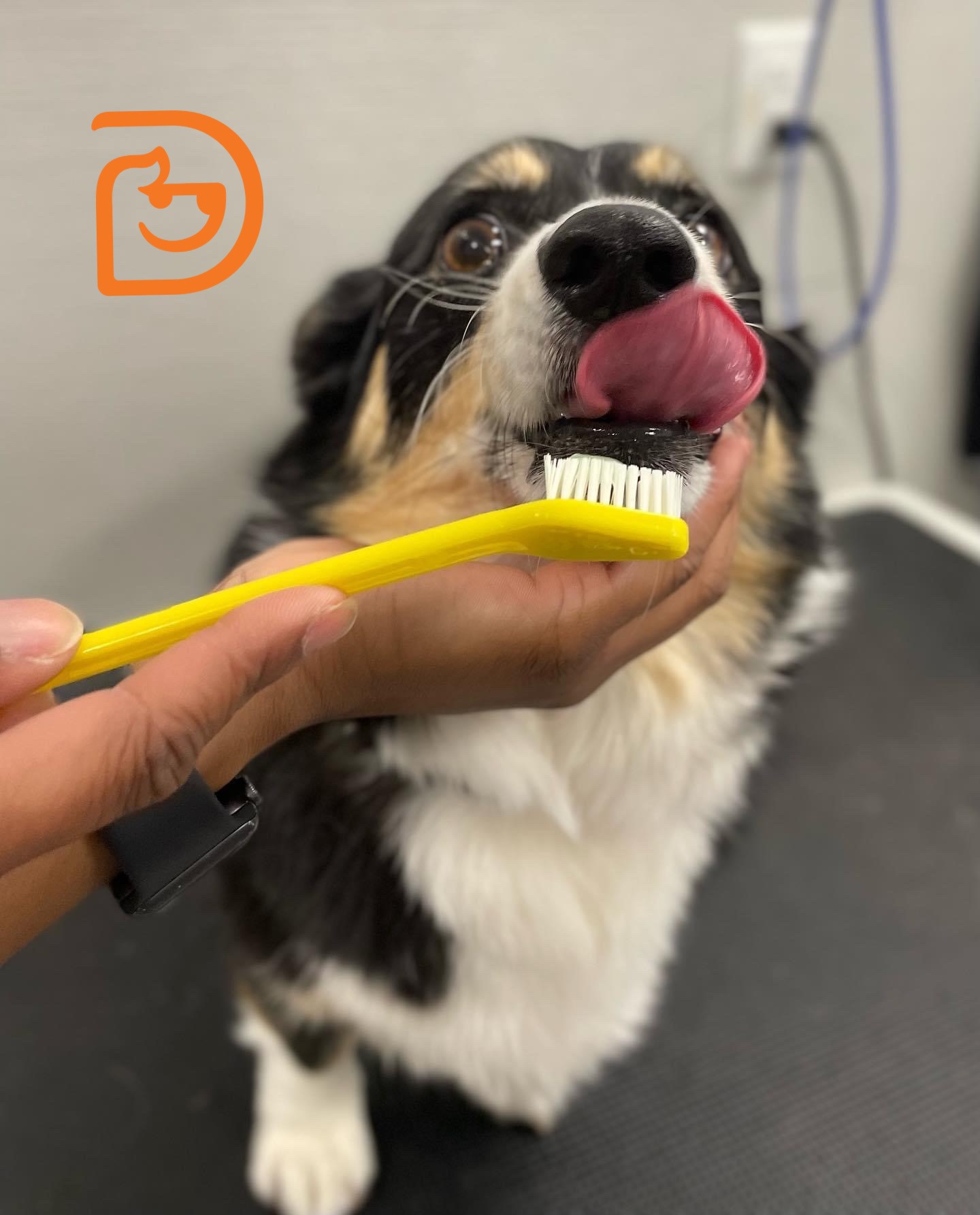 FRESH TEETH FRIDAY - Harrison Ave