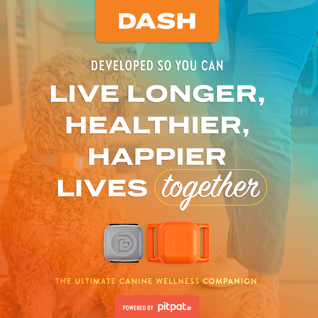 National Wellness Month – DASH Wellness Monitor - Harrison Ave