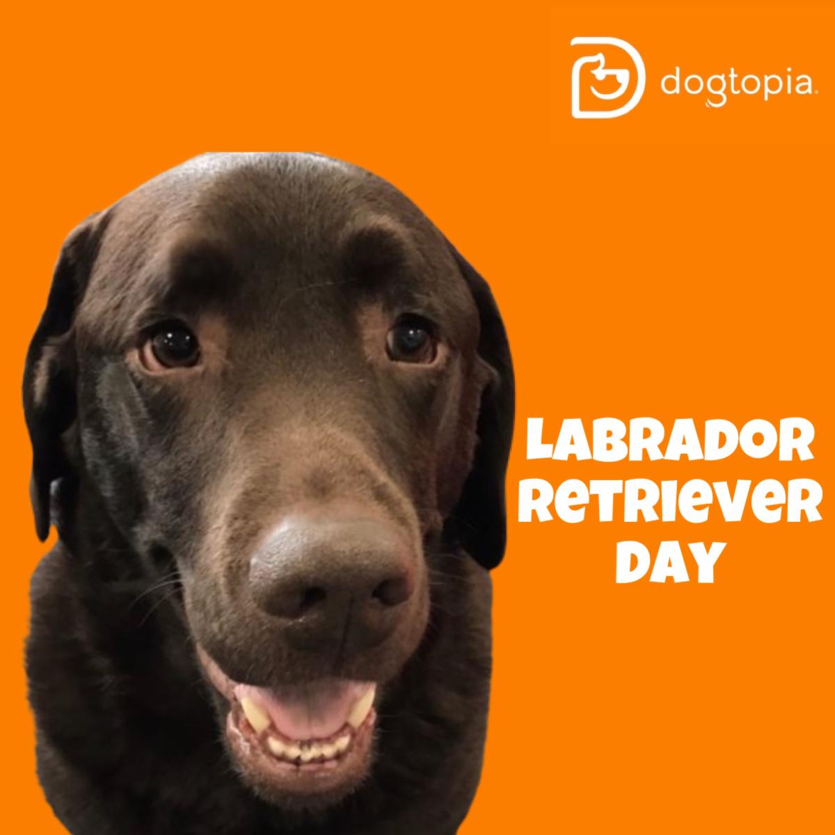 Labrador Retriever Day - Lake Oswego