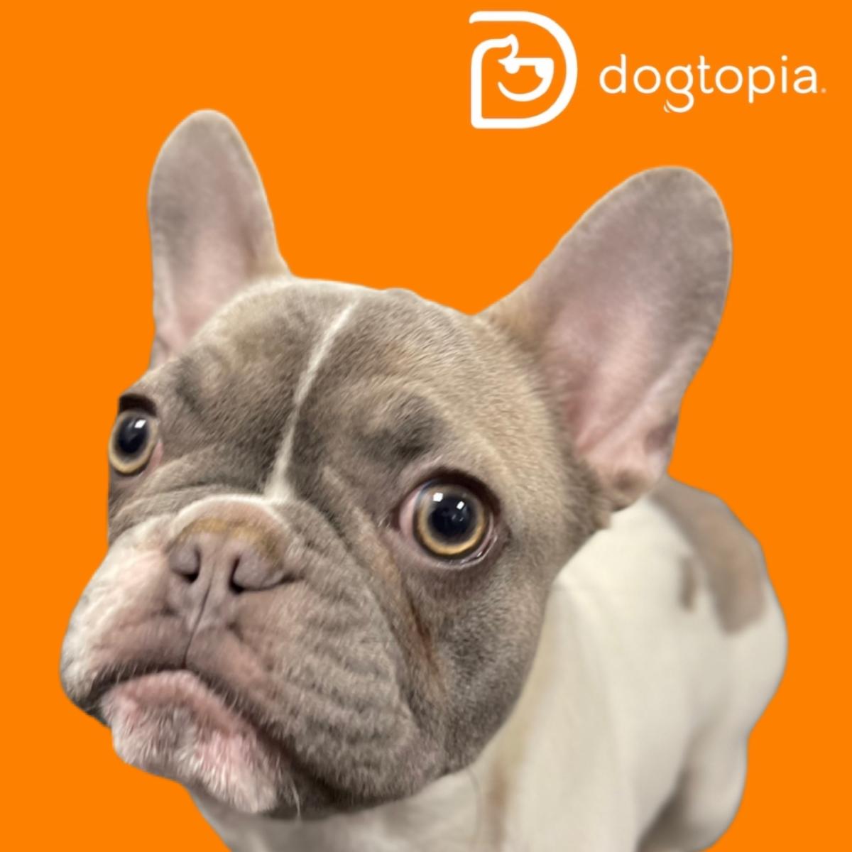 Frenchie Day - Lake Oswego