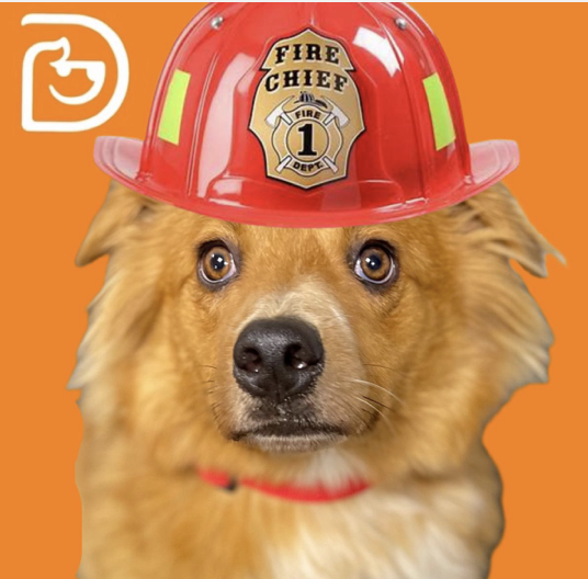 National Pet Fire Safety Day Photo Party! - Lake Oswego