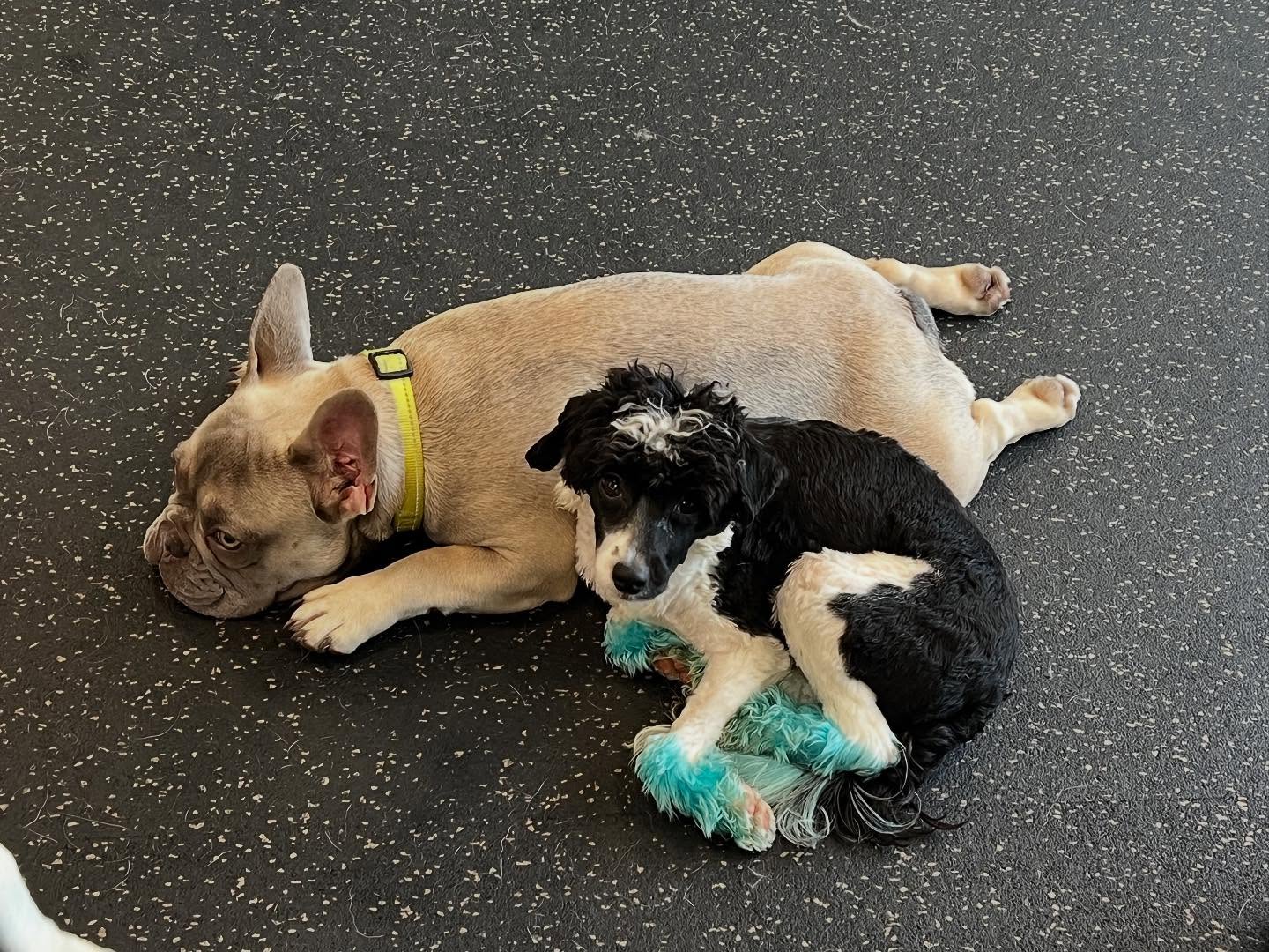 25% off Spring Break Boarding for new boarding customer's - Omaha-Millard