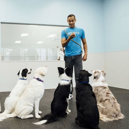 "Sit" training - Omaha-Millard