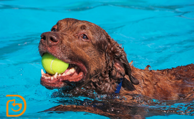 End of Summer Pool Party - Arlington Heights