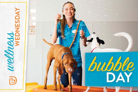 Wellness Wednesday - Bubble Day - Arlington Heights