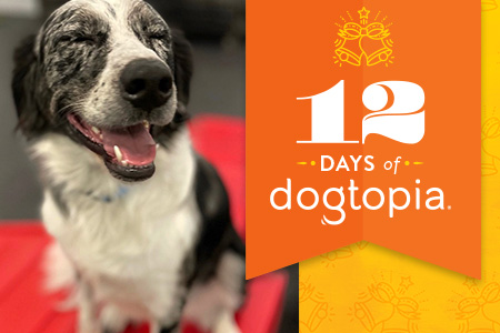 Dogtopia Of Arlington Heights