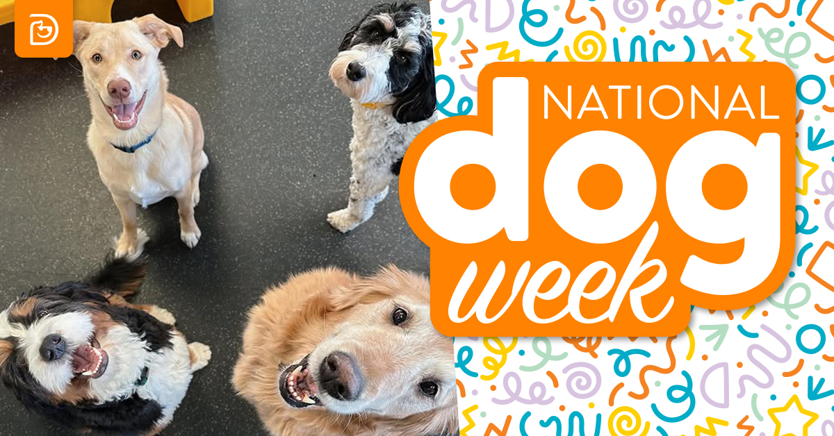 National Dog Week - Bacon Bubble Day - Arlington Heights