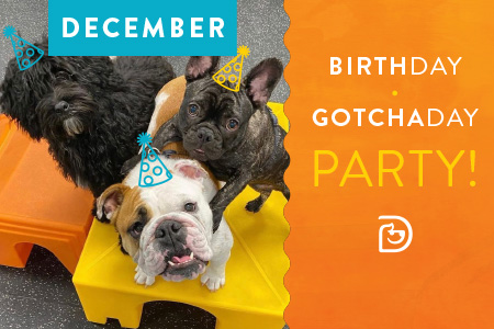 Bday/Gotcha Day Party! - White Flint