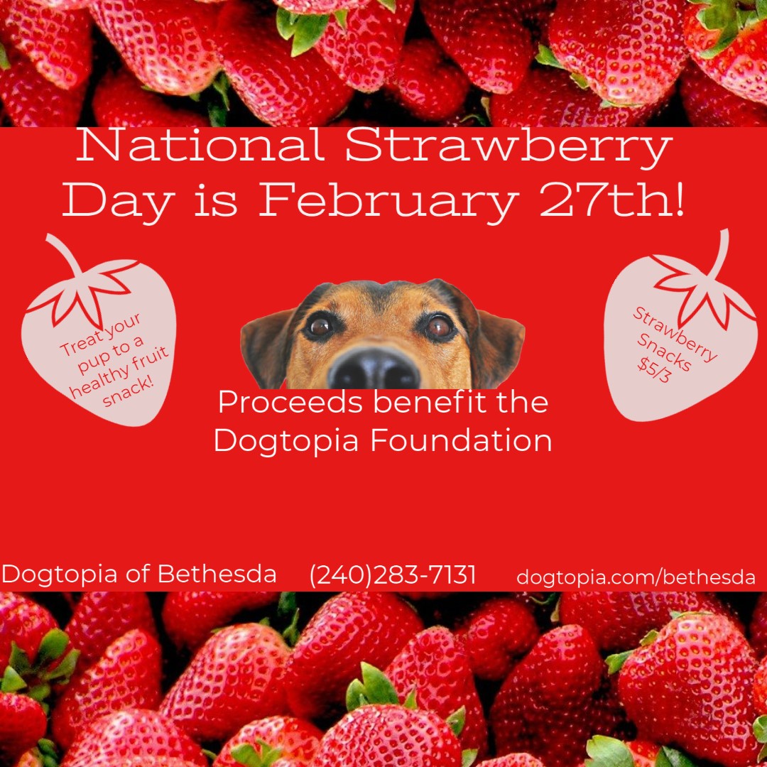 National Strawberry Day - Bethesda