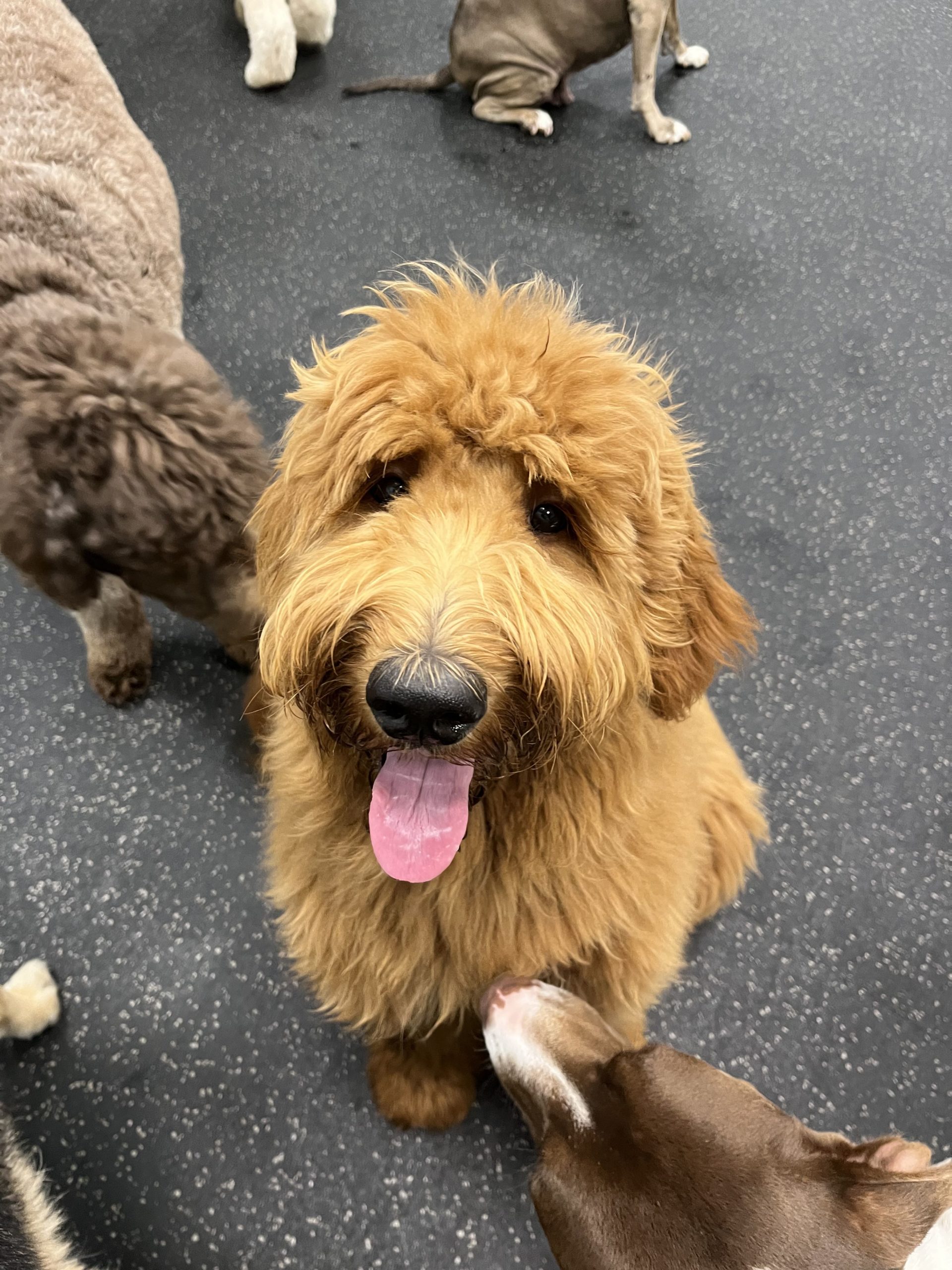 National Doodle Day - Viera