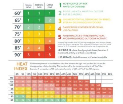 Keeping Dogs Safe in Hot Weather - Viera