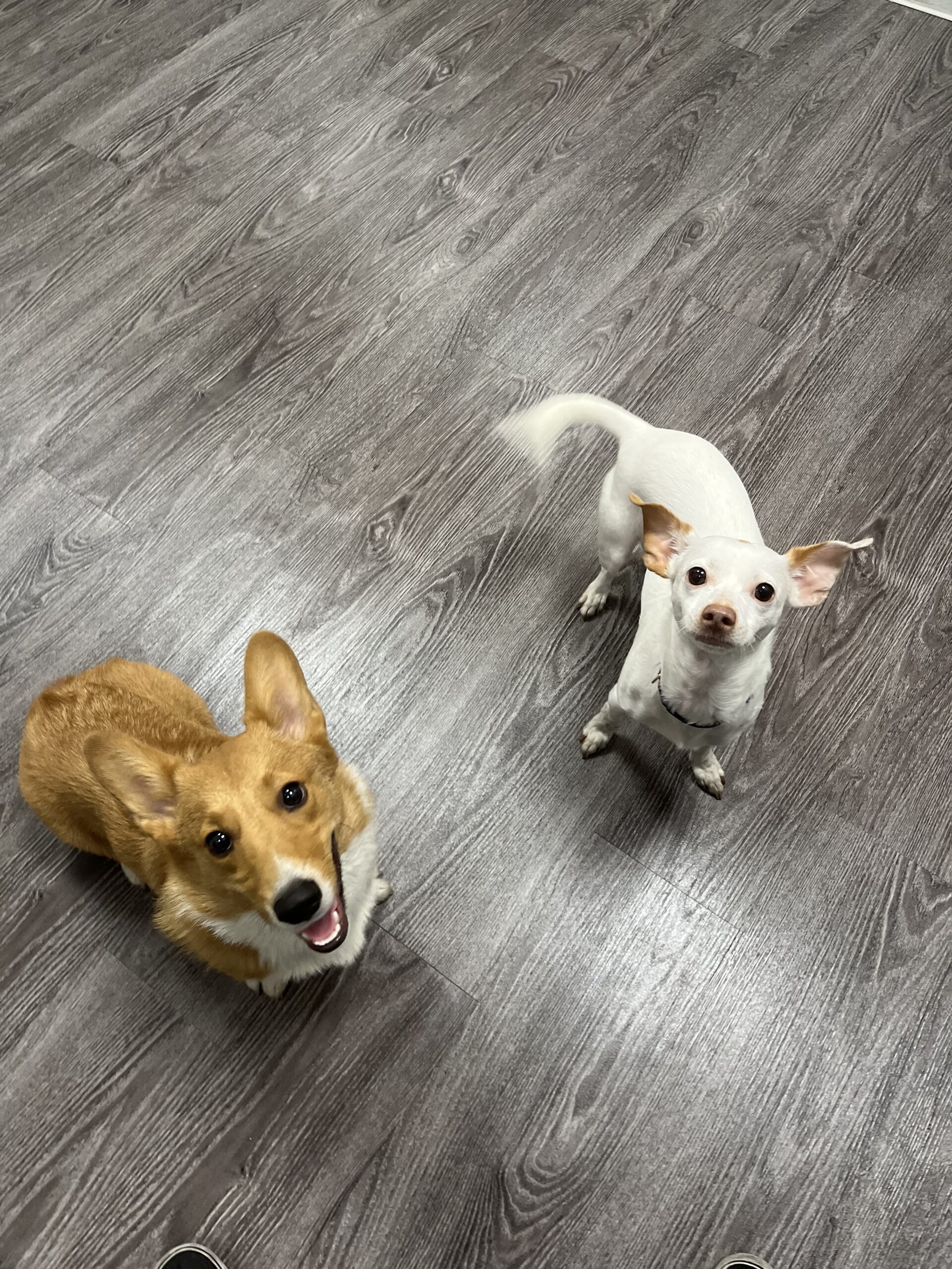 8 Most Misunderstood Dog Behaviors Explained - Viera