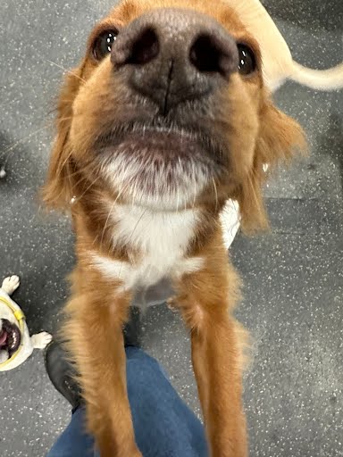 Scent Activity - Viera