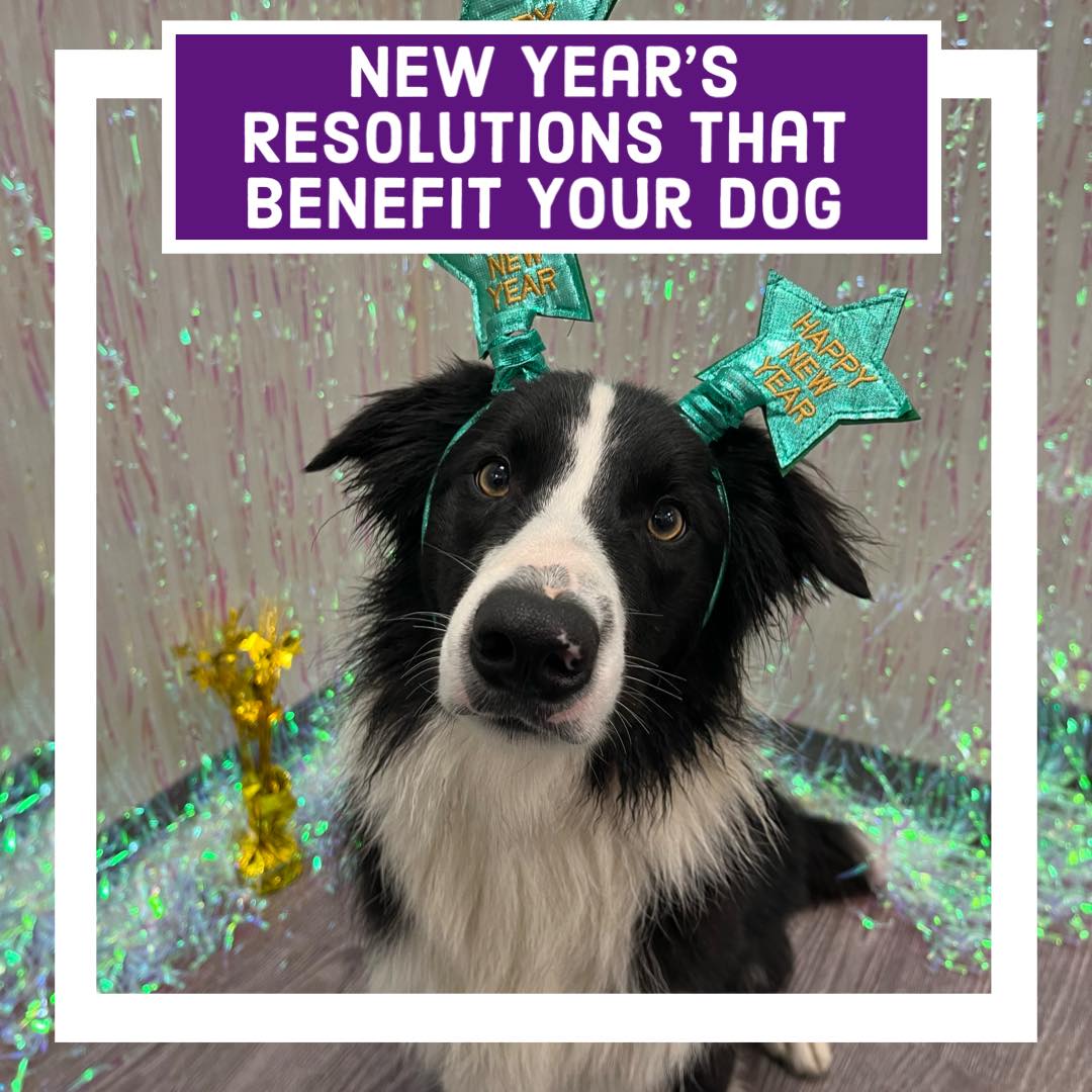 10 New Year's Goals to Set for Your Dog - Viera