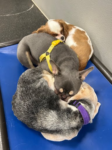 Cuddle Puddle - Viera