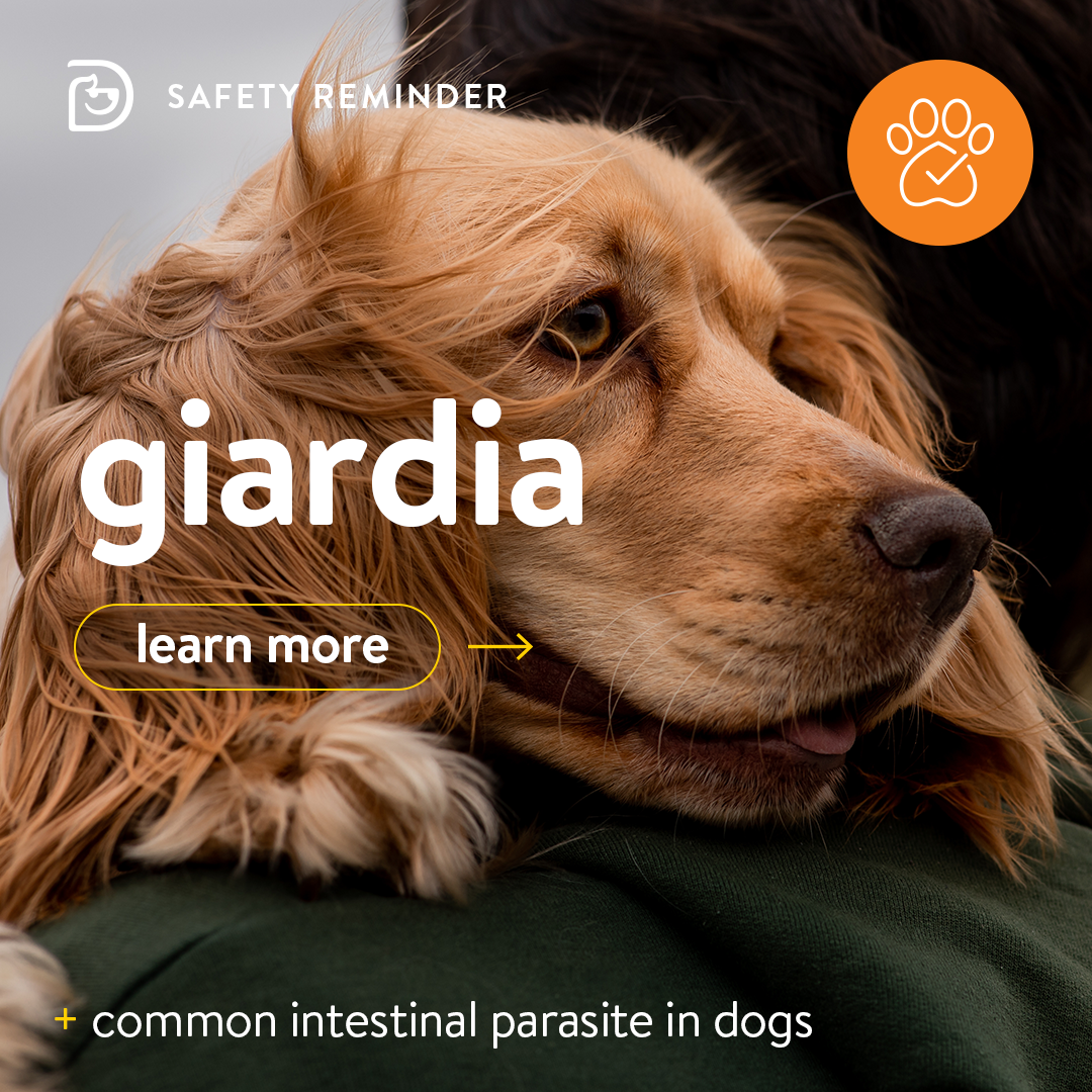 Giardia in Dogs in Florida: What Pet Parents Should Know - Viera
