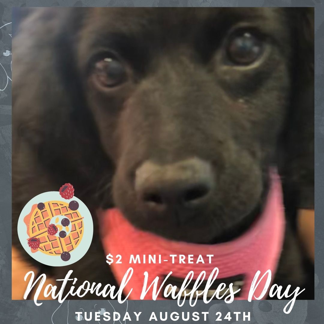 National Waffles Day - Plymouth