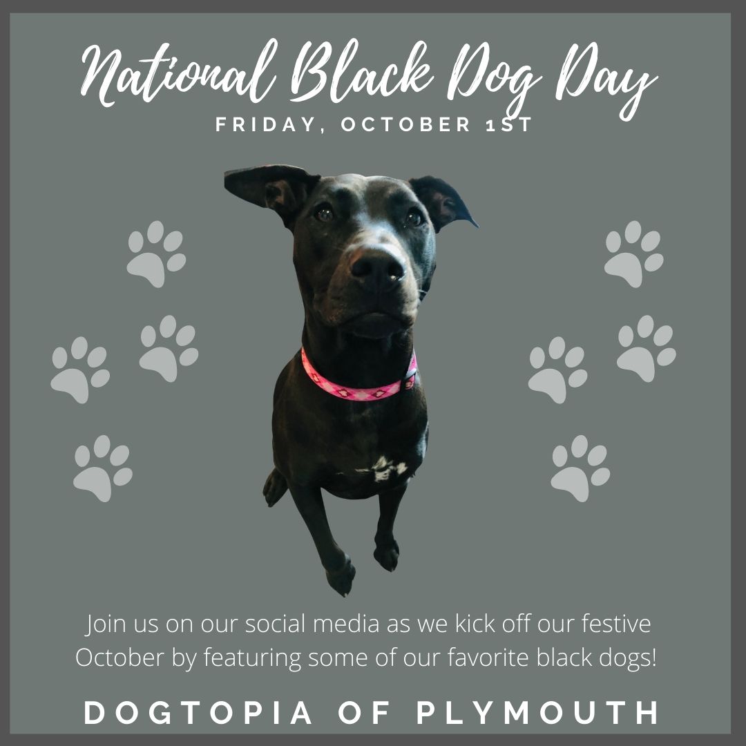 National Black Dog Day - Plymouth