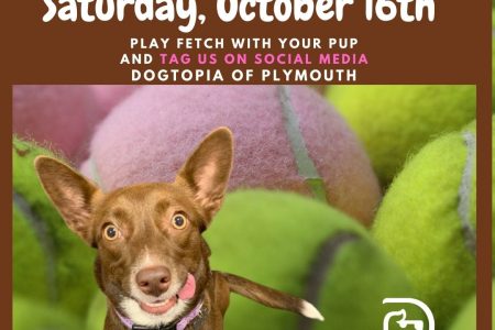 National Fetch Day! - Plymouth