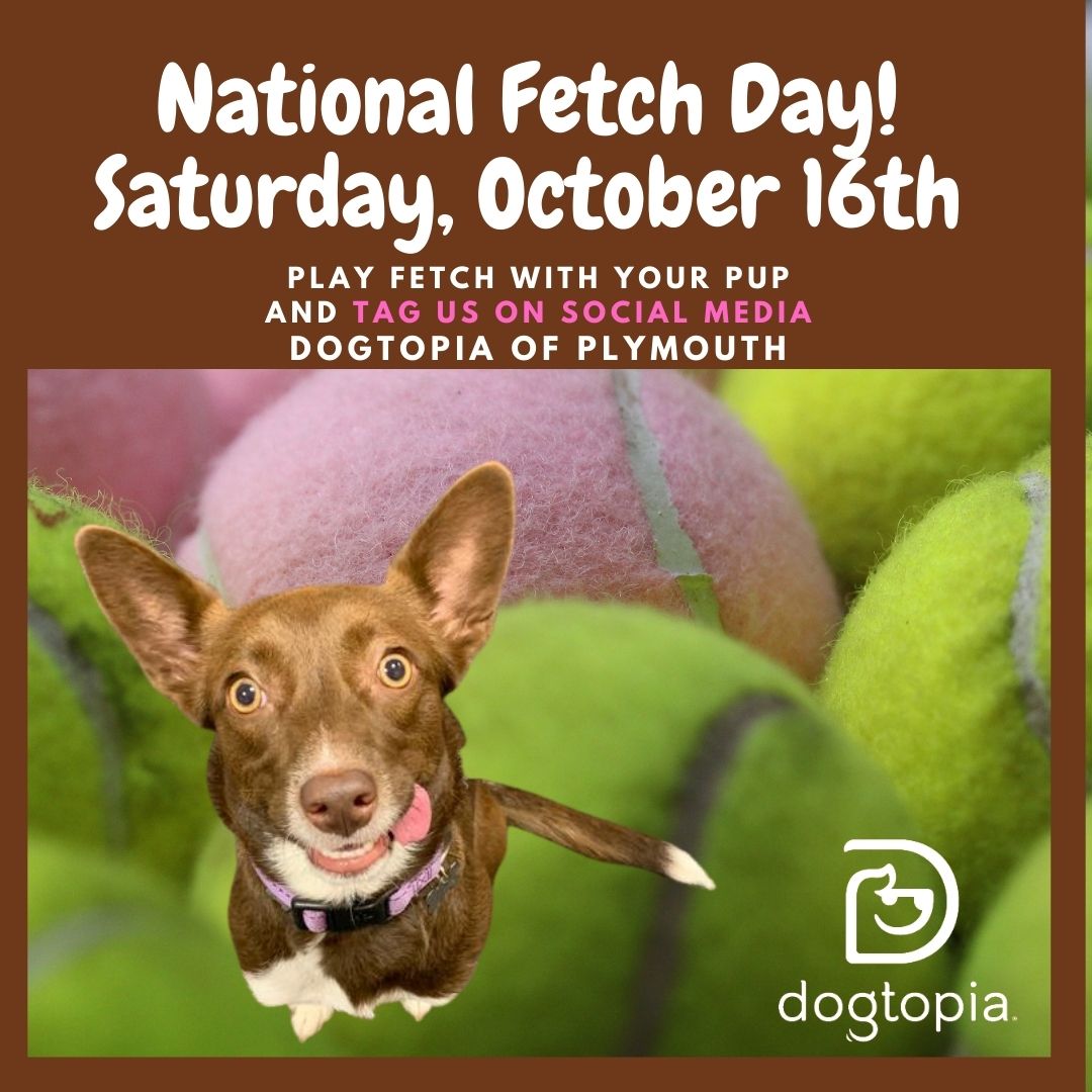 National Fetch Day! - Plymouth