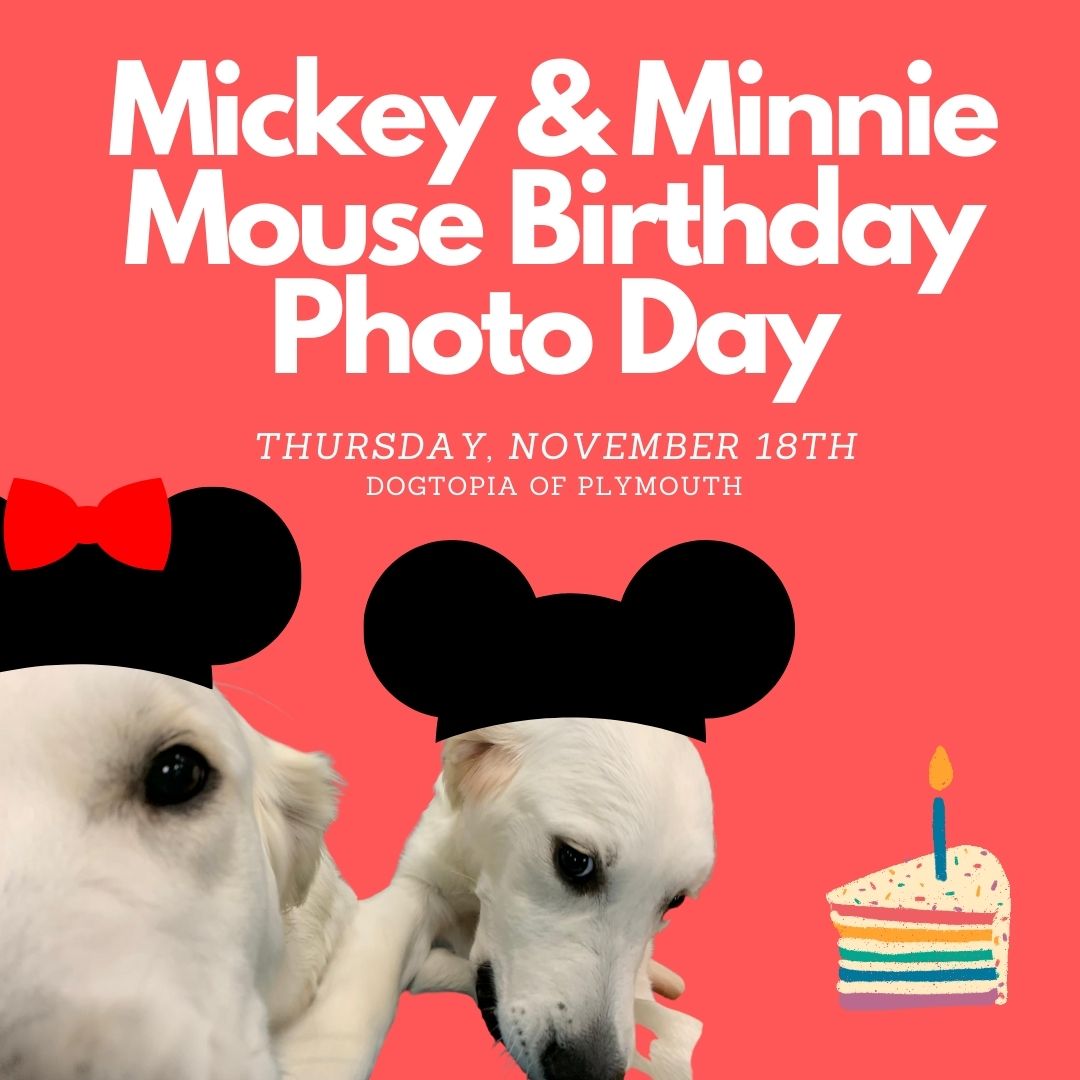 Mickey & Minnie Mouse Birthday Photo Day - Plymouth