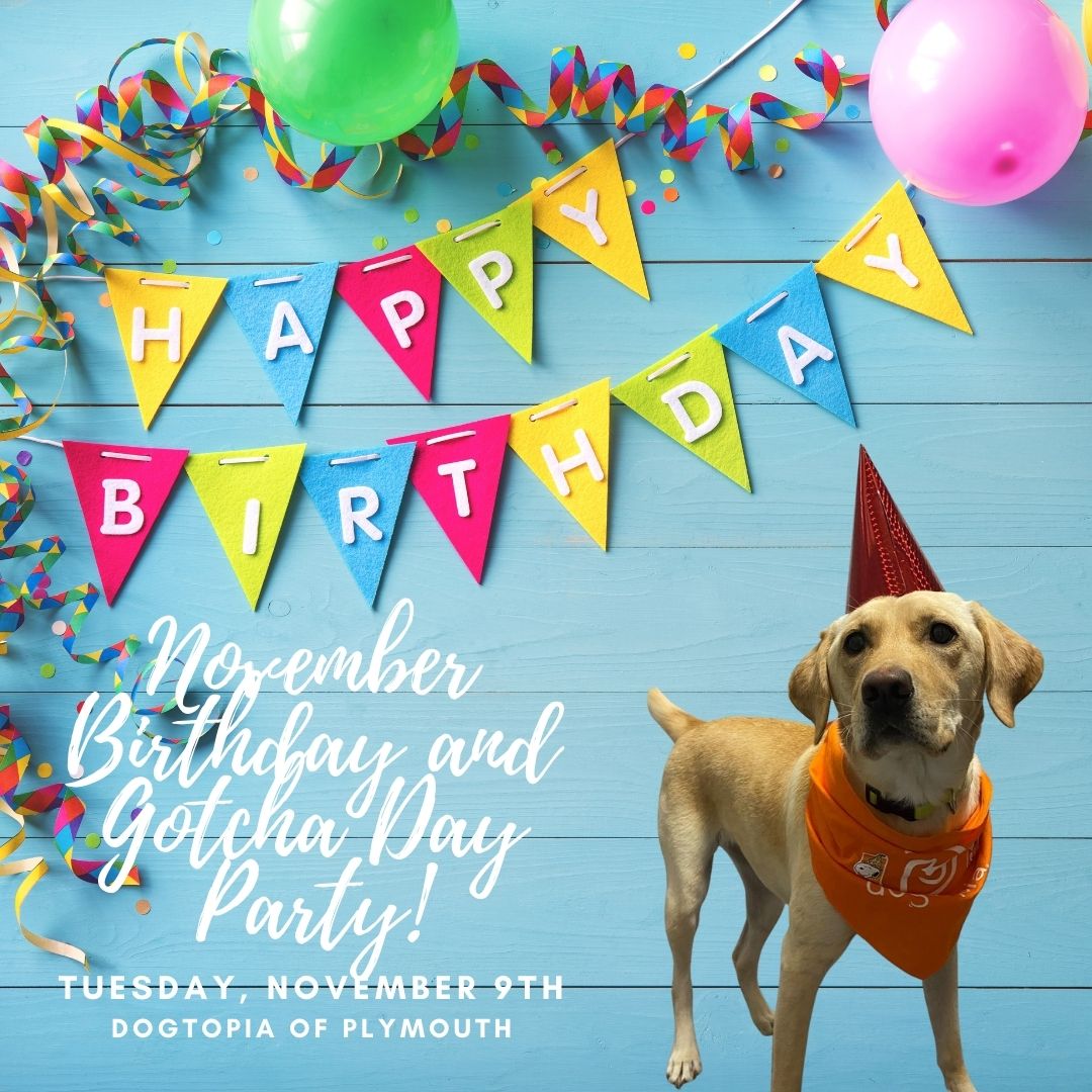 November Birthday and Gotcha Day Party - Plymouth