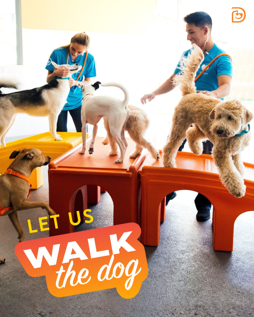 Dash Dog Highlight - Belden-Canton