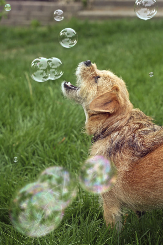 Bubble Day! - Dogtopia of Maplewood