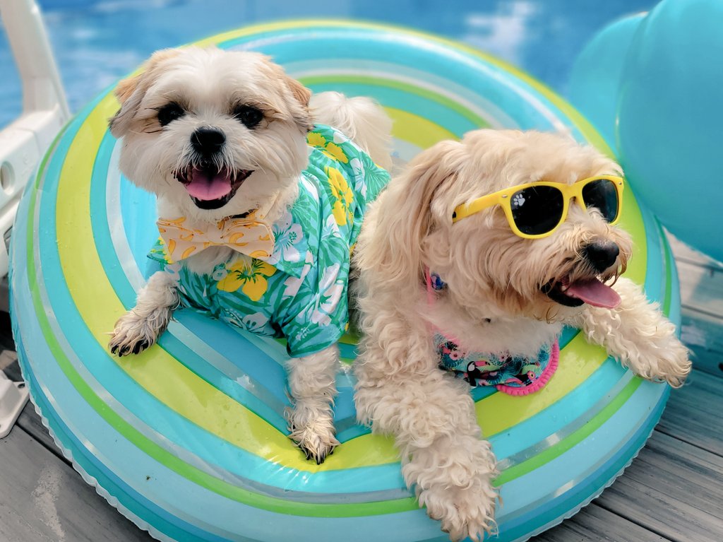 Passport to Dogtopia - Bon Voyage Besties! - Maplewood
