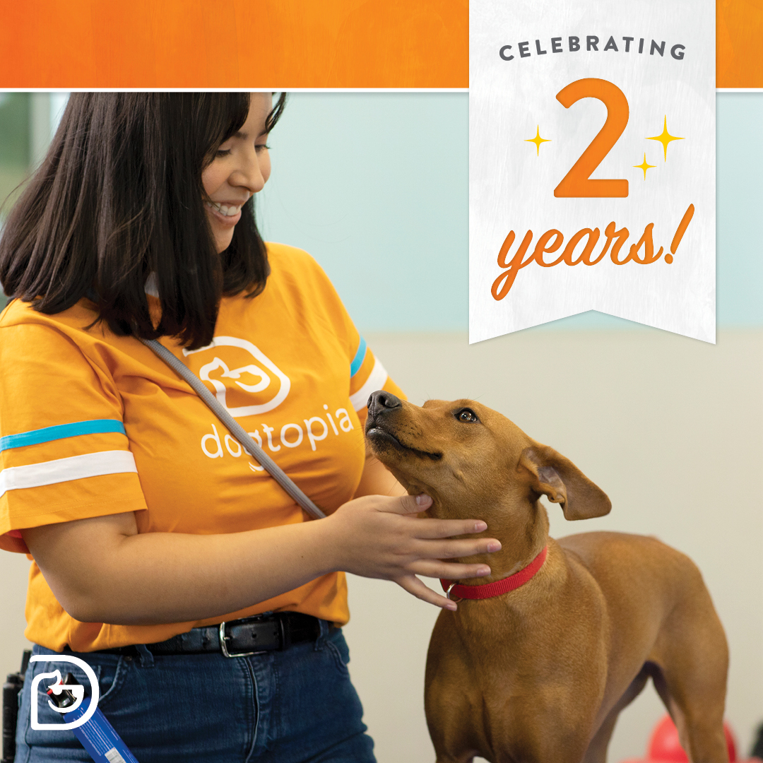Happy 2nd Birthday Dogtopia! - Maplewood