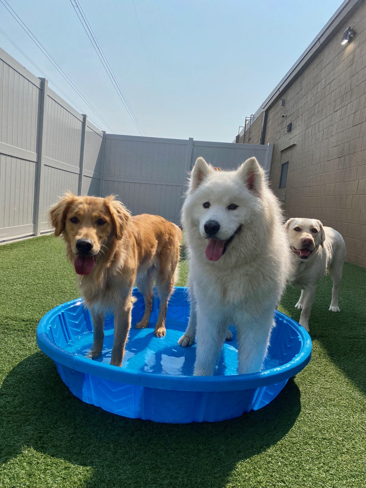 Pool Day - Maplewood