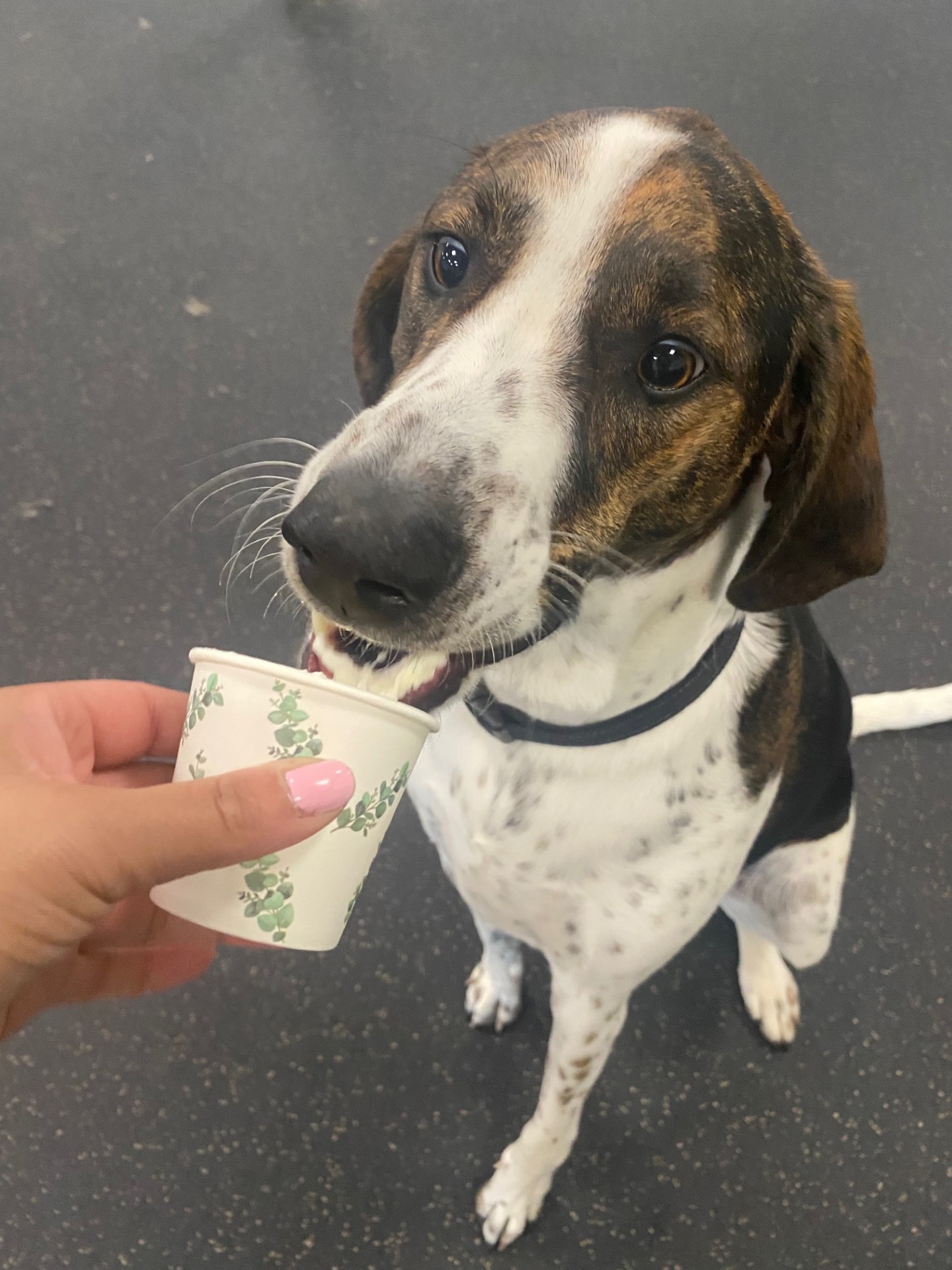 National Ice Cream Day! - Dogtopia of Maplewood
