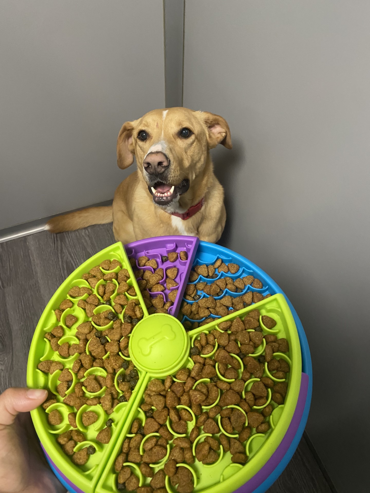 Enrichment Day: Puzzle bowls & lick matts - Maplewood