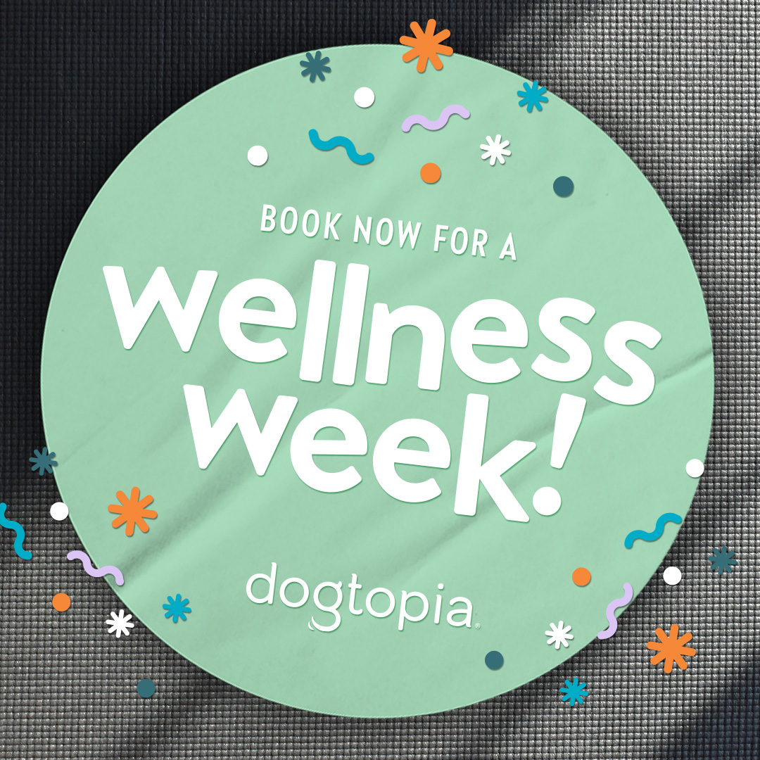 WELLNESS WEEK: POOL PARTY! - Dogtopia of Maplewood