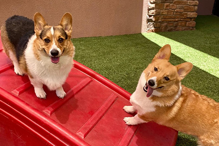 Water Agility Day - Maplewood