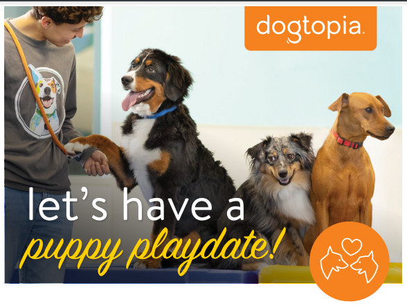 Puppy Playdate! - Dogtopia of Maplewood, Minnesota