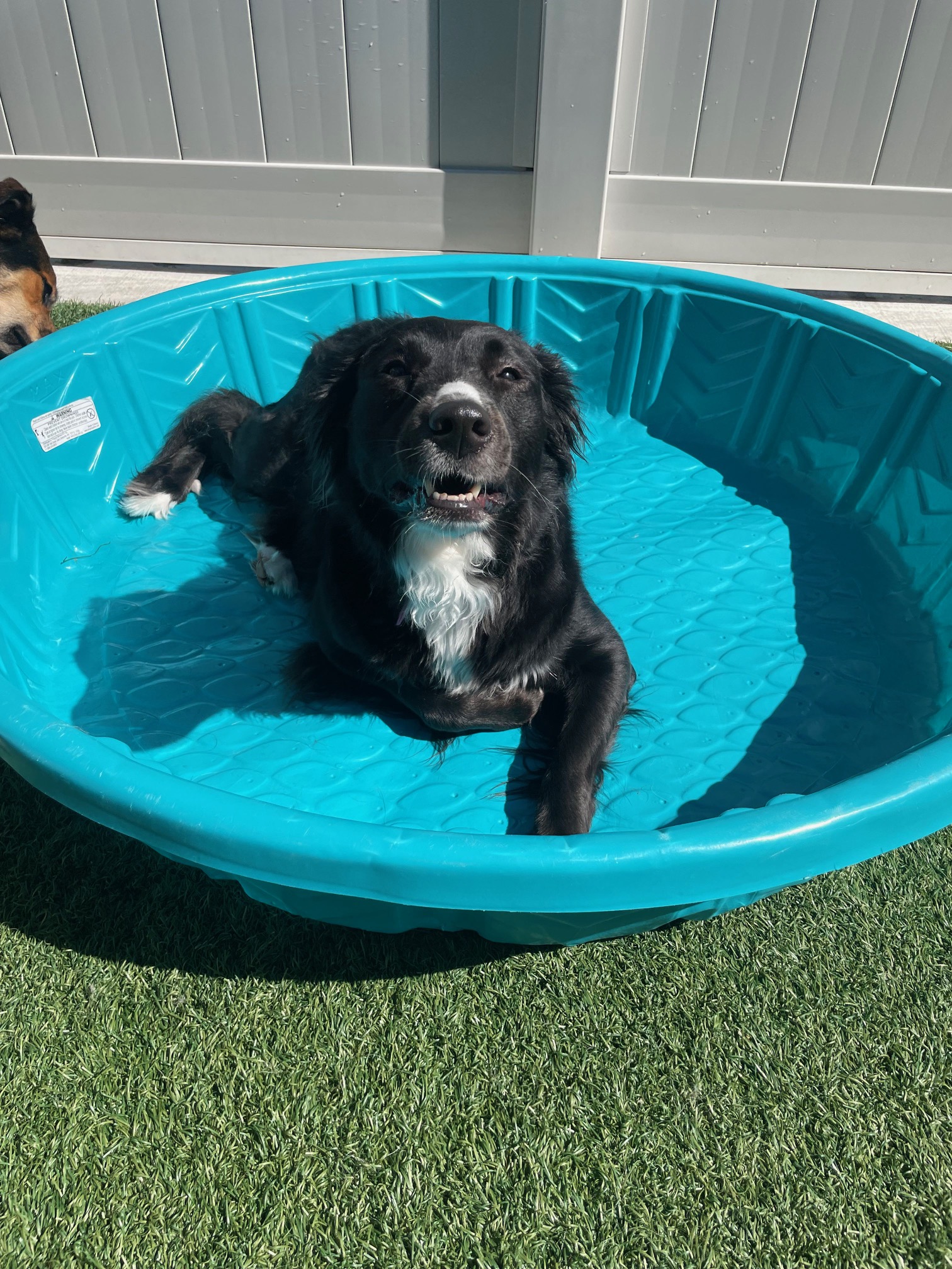 Impromptu Pool Party! - Maplewood