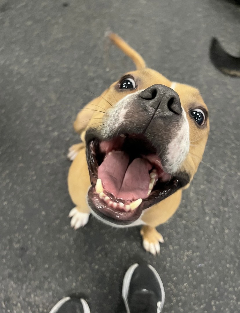 Roll Call Day - Maplewood