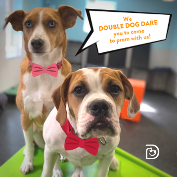 Cosmic Dog Prom * May 21st - Bethpage