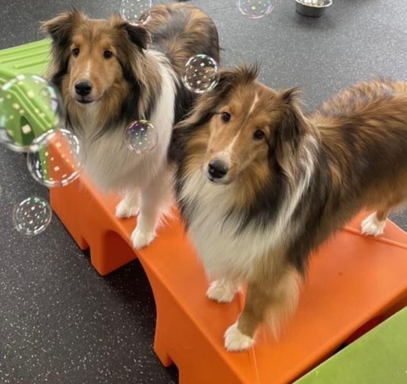 Sleepover Saturday - Cedar Mill