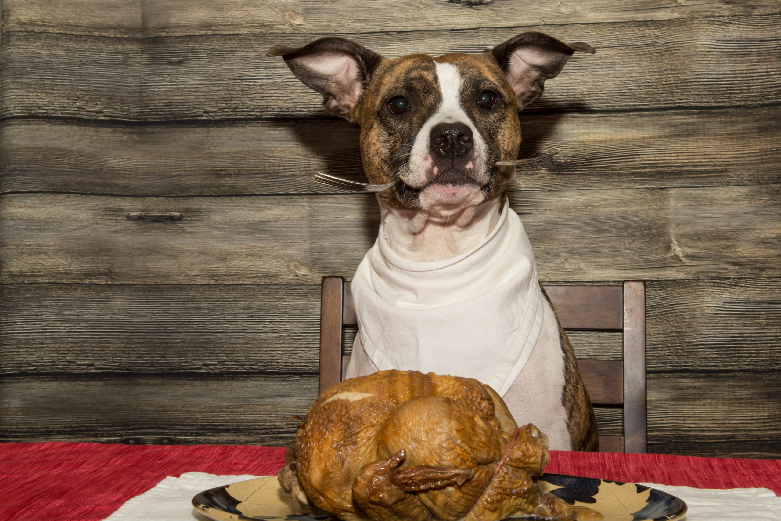8 Thanksgiving Treats You Can Share With Your Dog - Greenwood