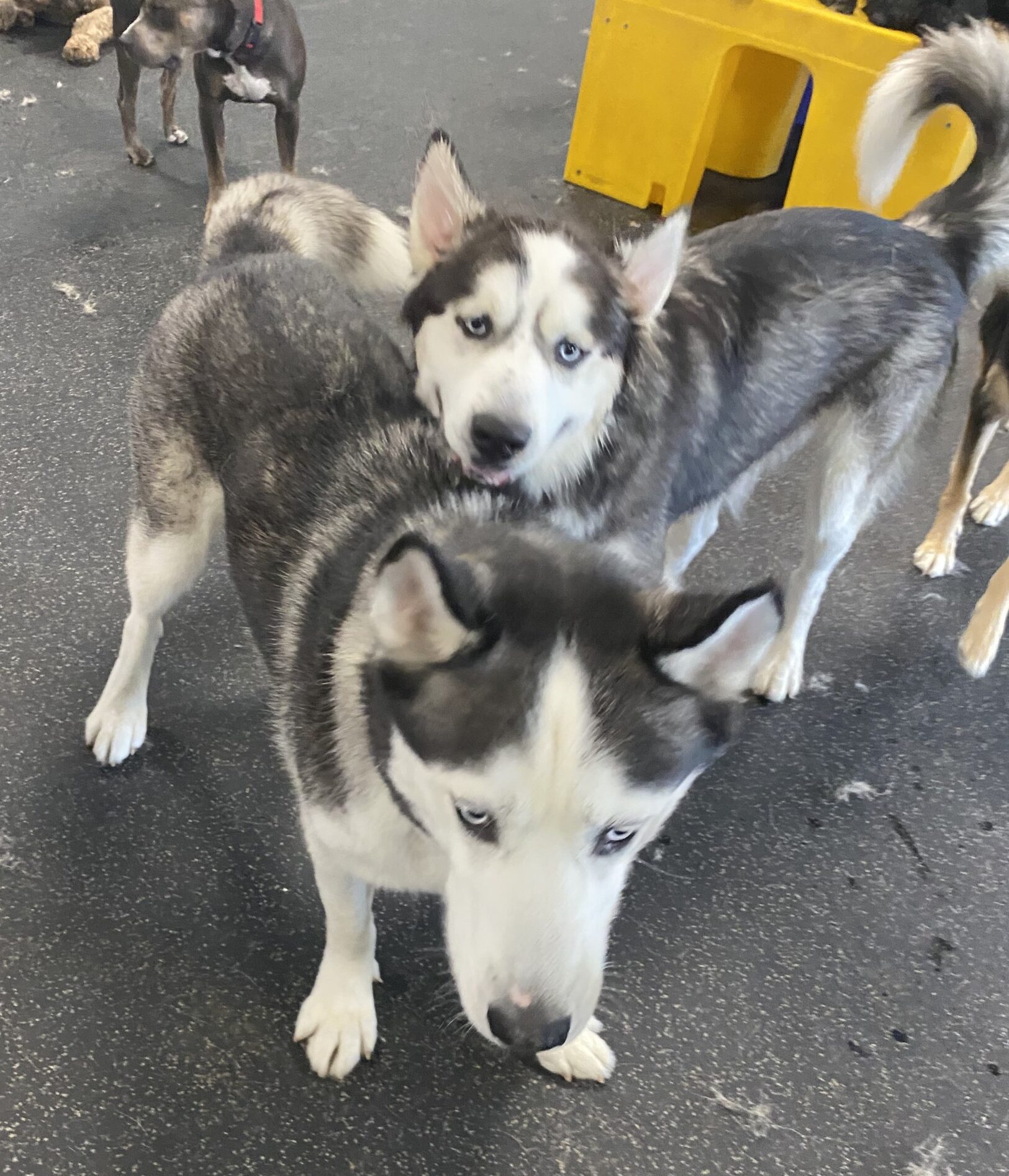 Breed Day - Husky Day - Greenwood
