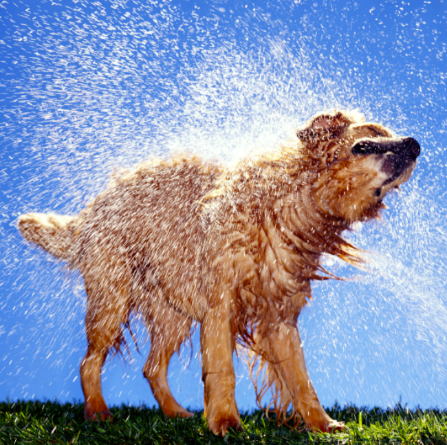 Splash Day! - Roanoke